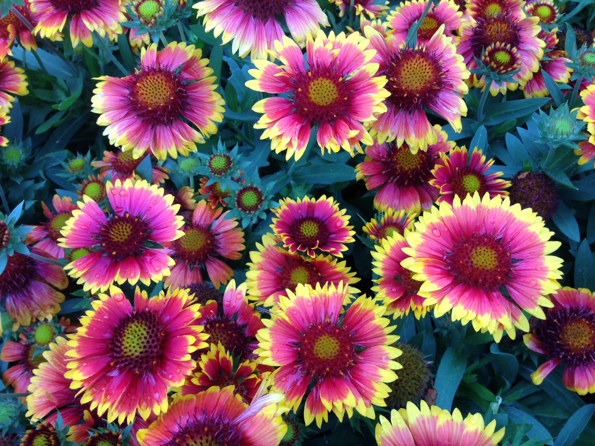 About us – Windmill Heights Garden Center