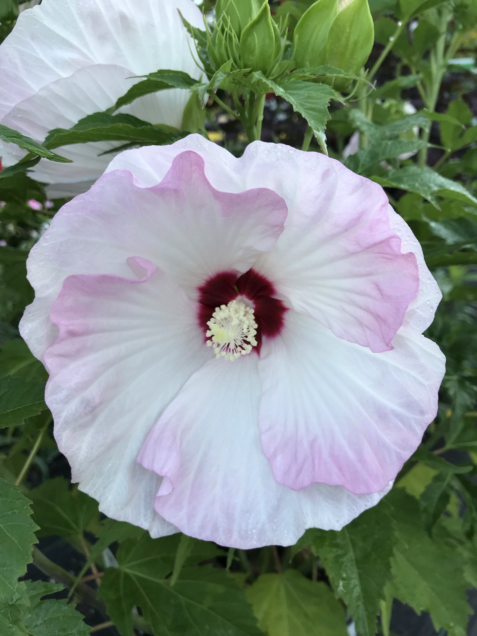Windmill Heights Garden Center