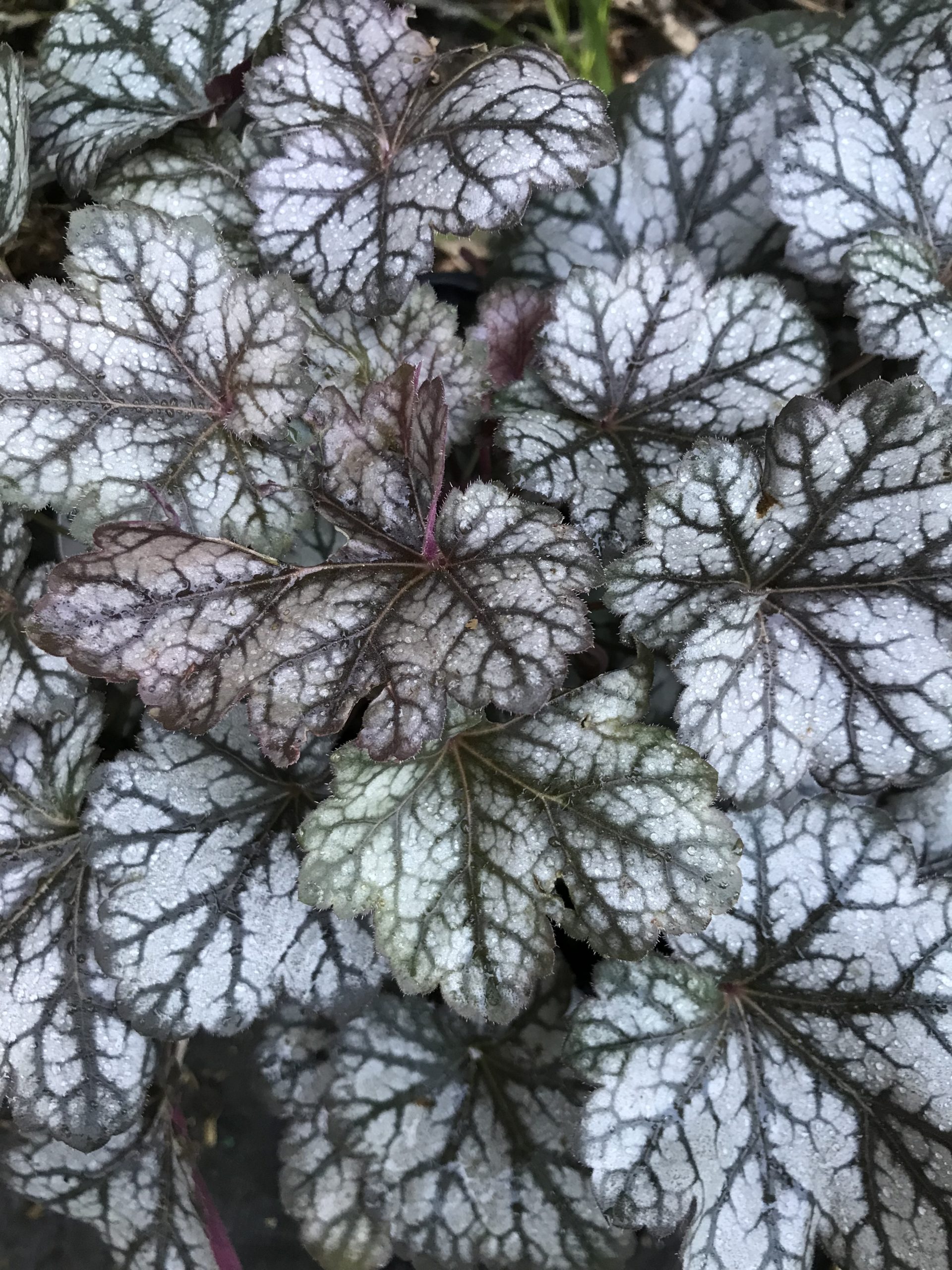 Windmill Heights Garden Center